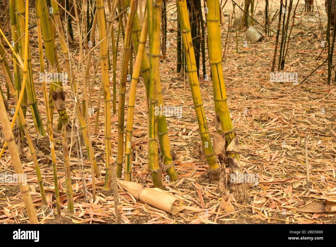 Landscape of bamboo tree in tropical Autumn forest/Jungle In India ...