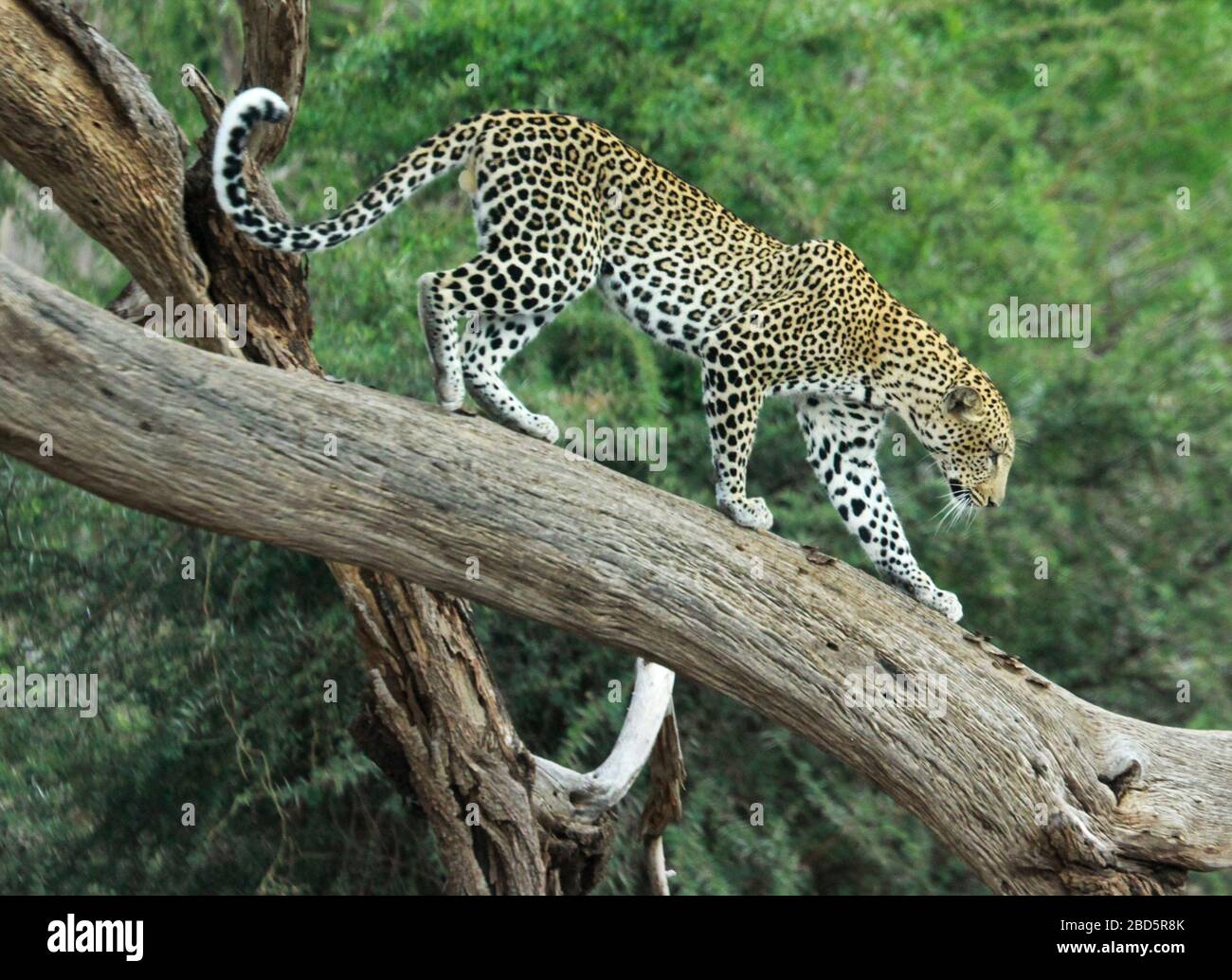Leopard (Panthera pardus) prowling on a tree. Photographed at Serengeti ...
