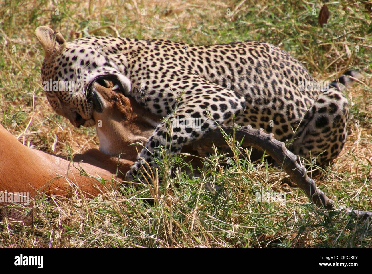Leopard killing impala hi-res stock photography and images - Alamy
