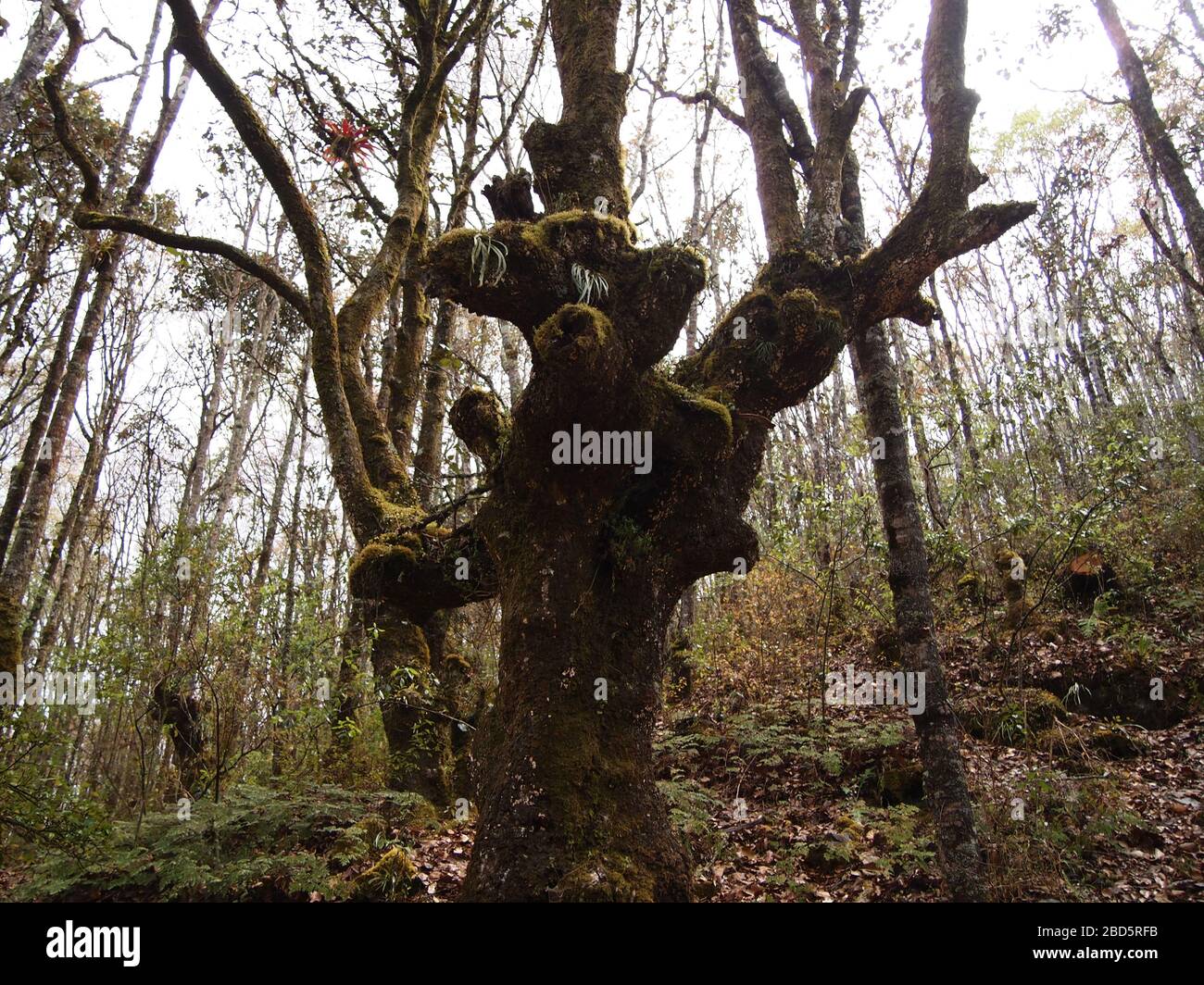 Oak forests of chiapas highlands hi-res stock photography and images ...