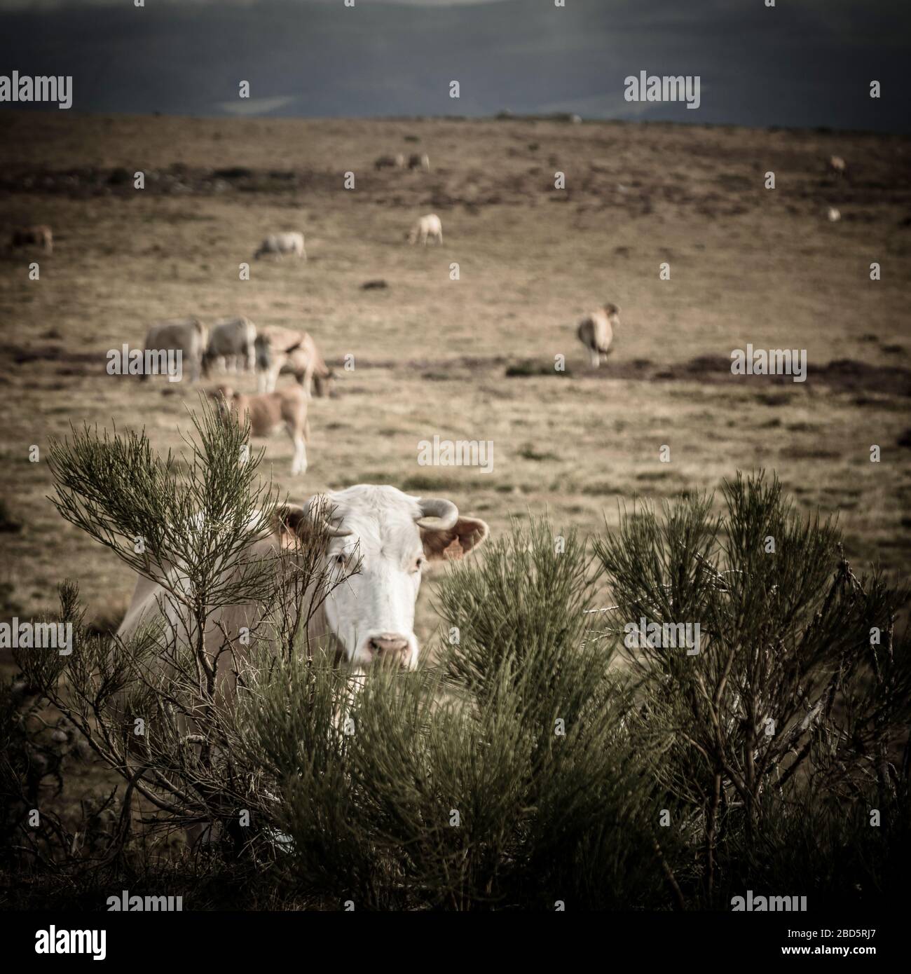 Reportages hi-res stock photography and images - Alamy