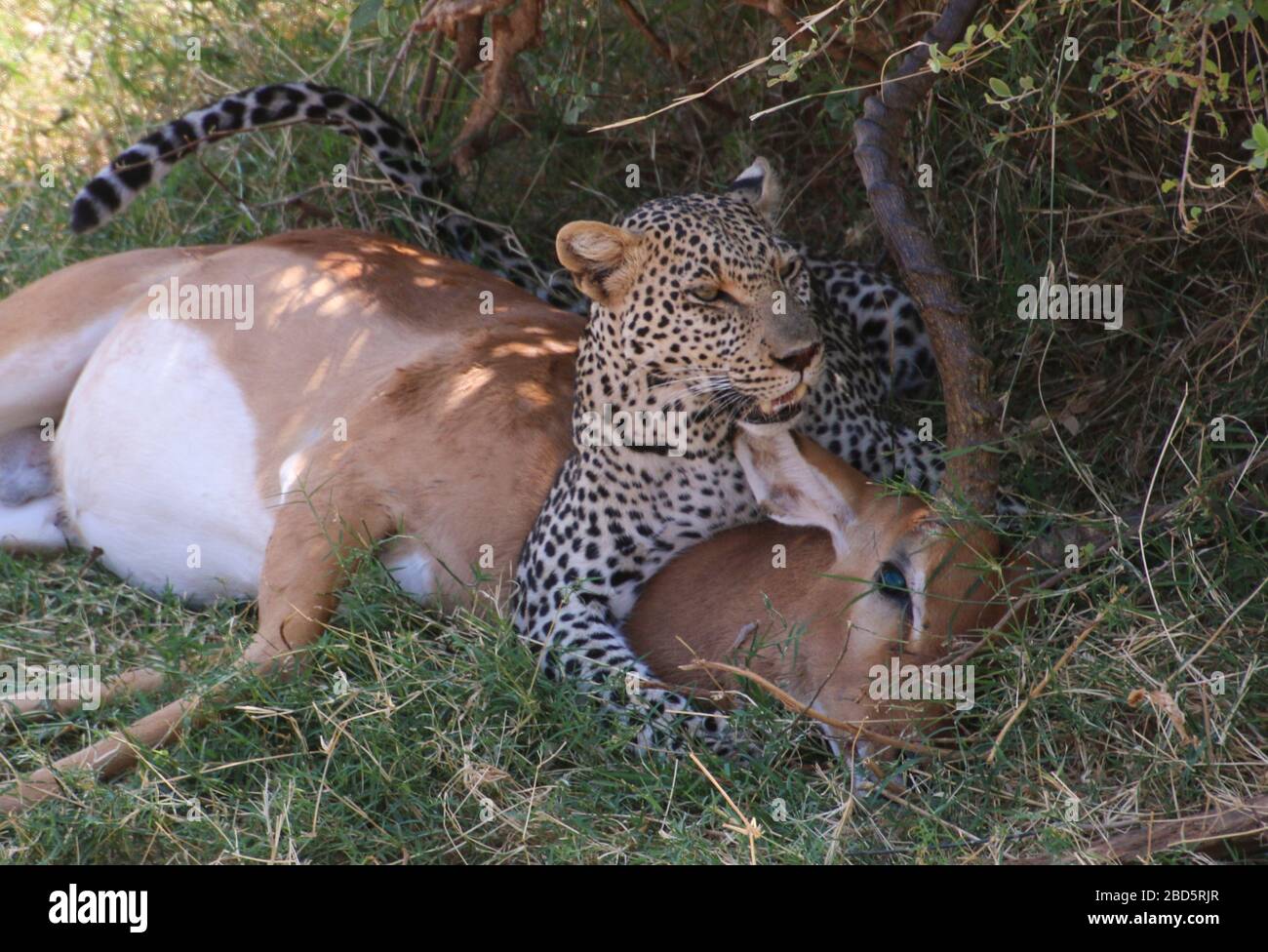 Leopard choking impala hi-res stock photography and images - Alamy