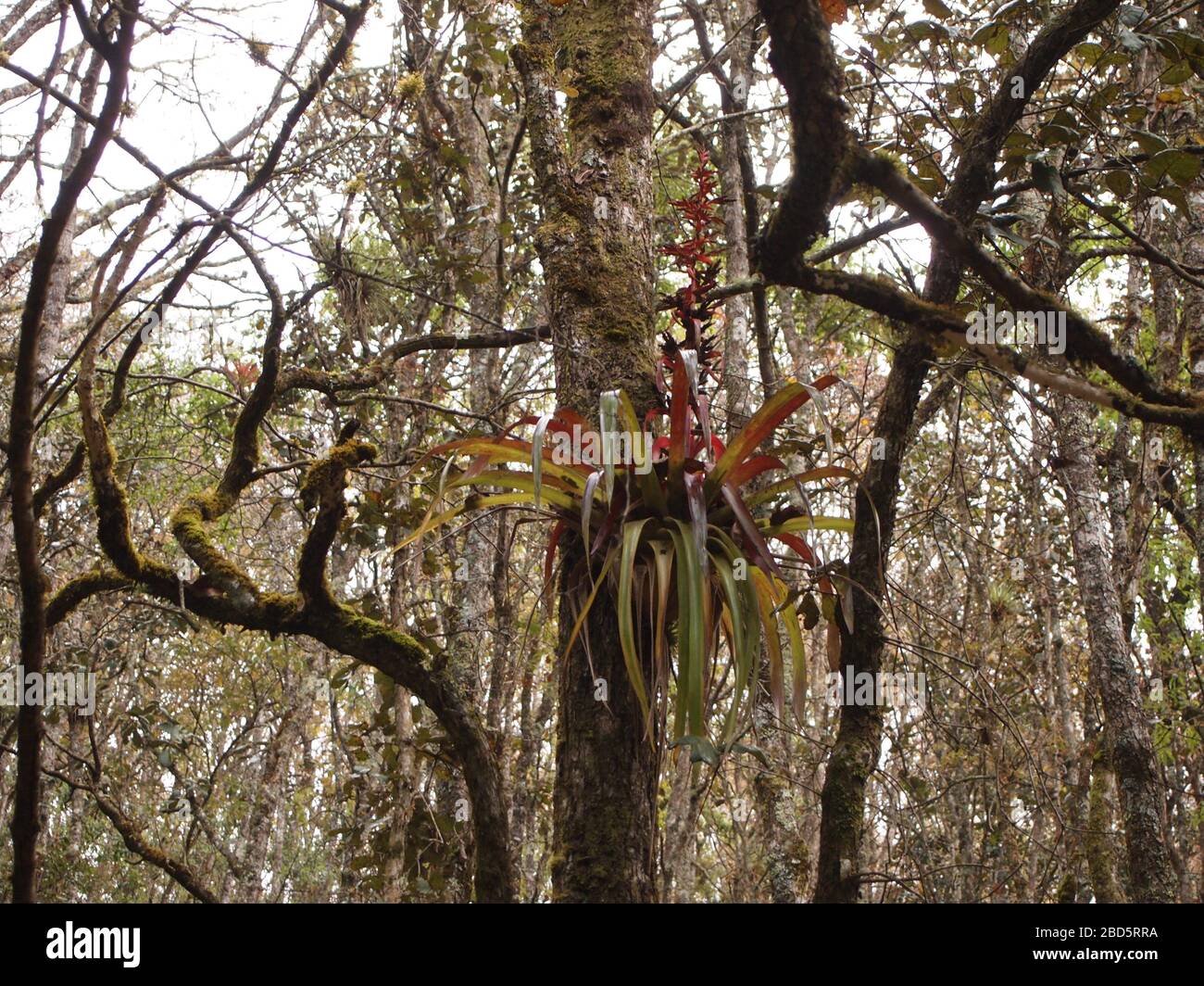 Sierra madre de chiapas hi-res stock photography and images - Alamy