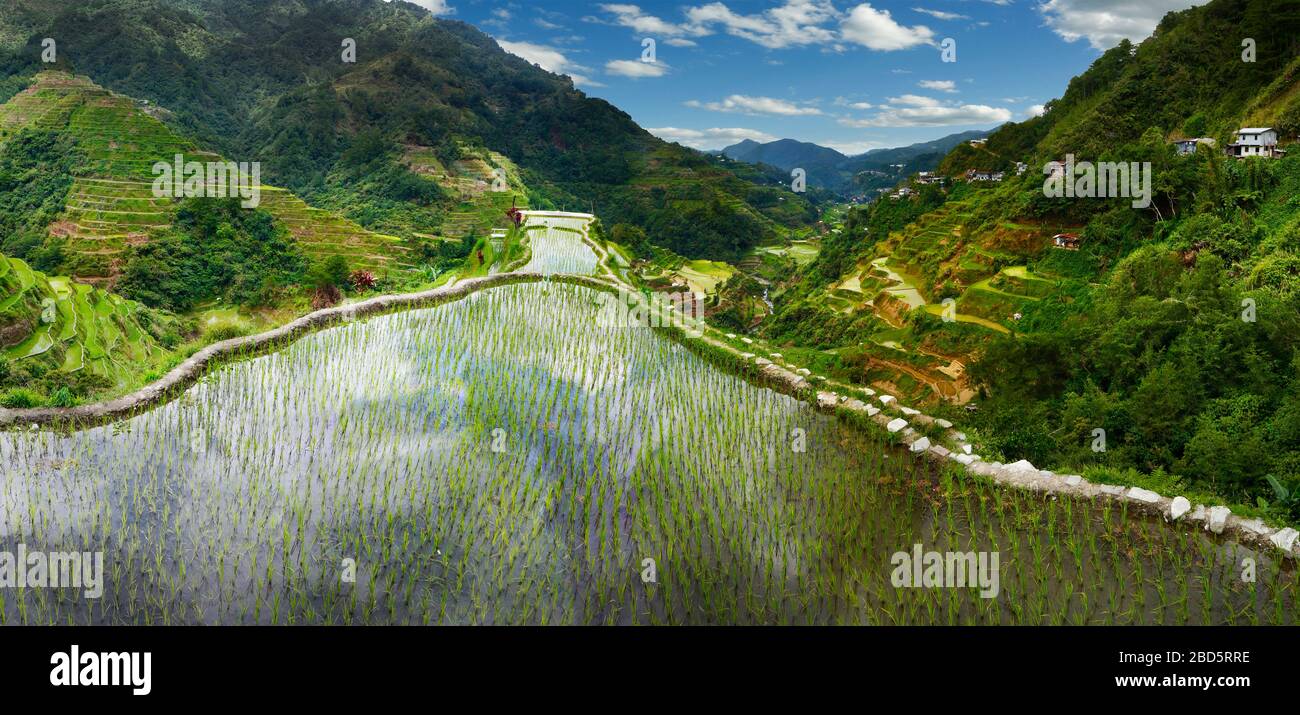 rice field terraces in the area of banaue,in Philippines Stock Photo ...