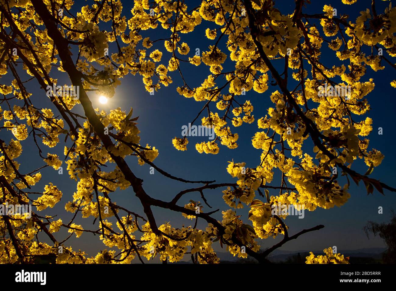 Close up cherry tree hi-res stock photography and images - Alamy