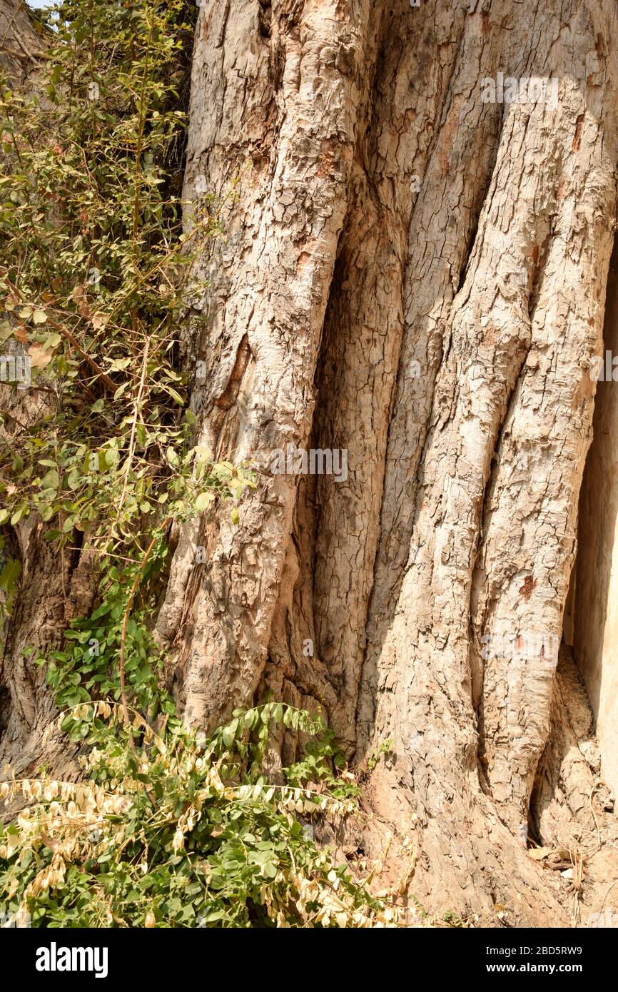 Natural Big Banyan Tree Roots In Jungle/Forest Stock Photograph Image ...