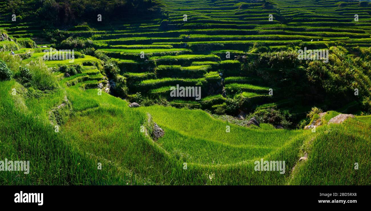 Philippines Rice Field High Resolution Stock Photography and Images - Alamy