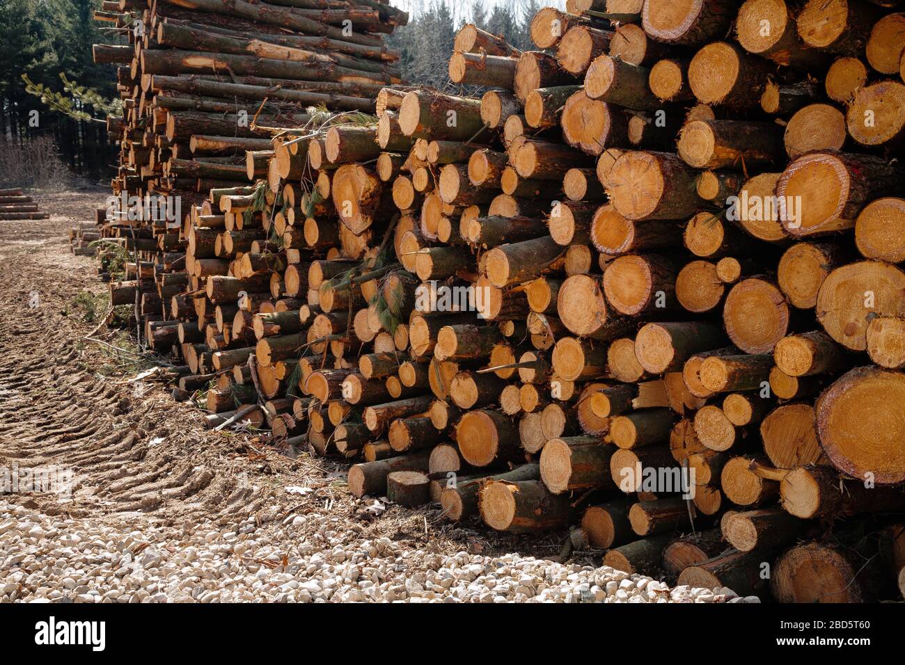 Pine Log Pile High Resolution Stock Photography and Images - Alamy