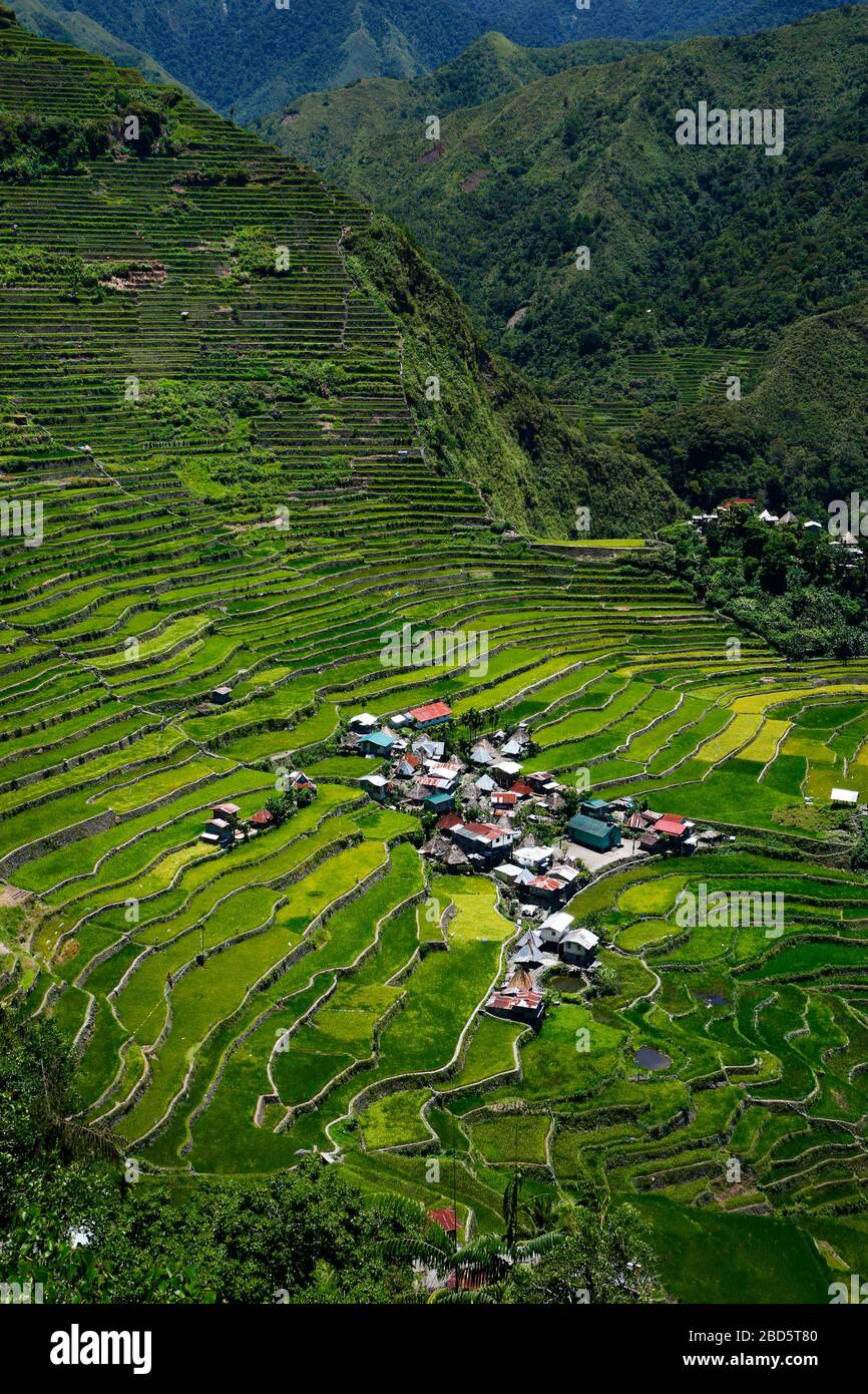rice field terraces in the area of batad ,in Philippines Stock Photo ...