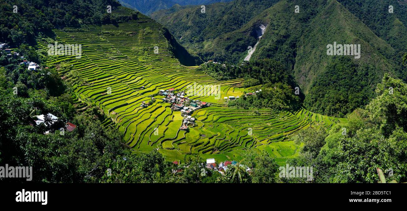 rice field terraces in the area of batad ,in Philippines Stock Photo ...