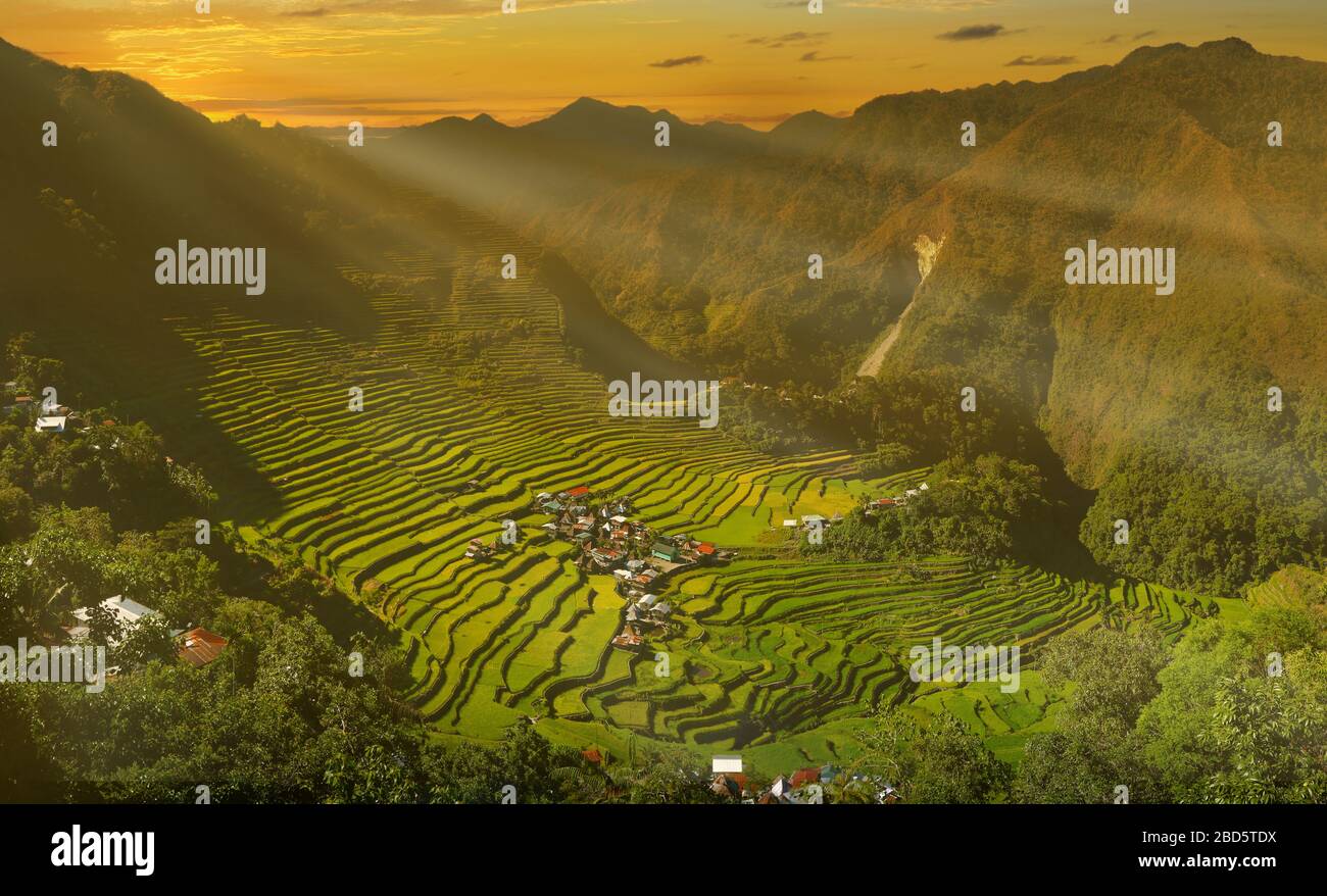 sunset in the rice field terraces in the area of batad ,in Philippines ...