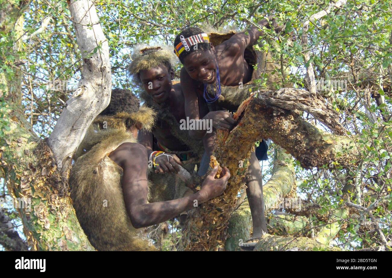 Hadza men harvest honey from the hallow in a baobab tree. Photographed ...