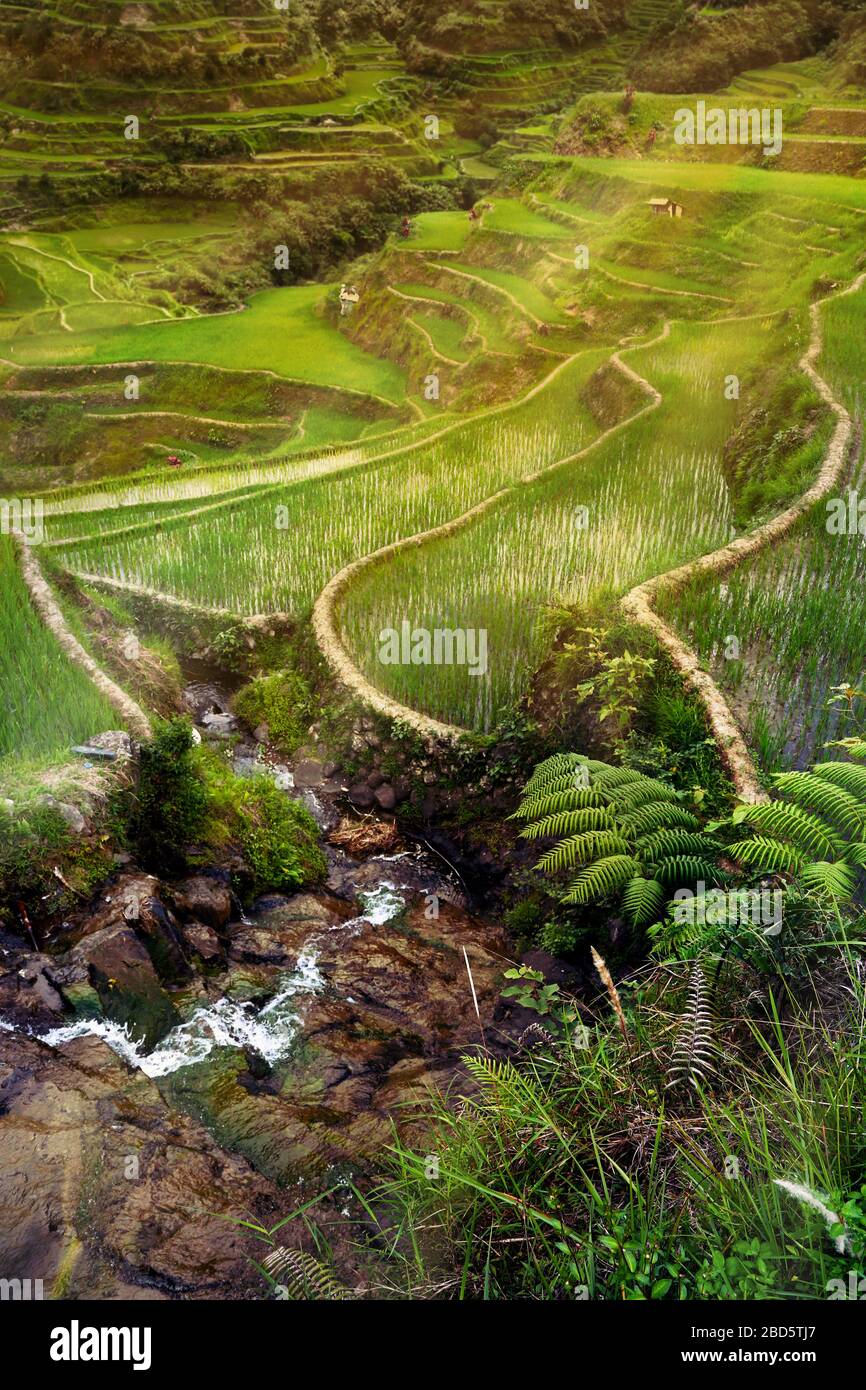 sunset in the rice field terraces in the area of banaue,in Philippines ...