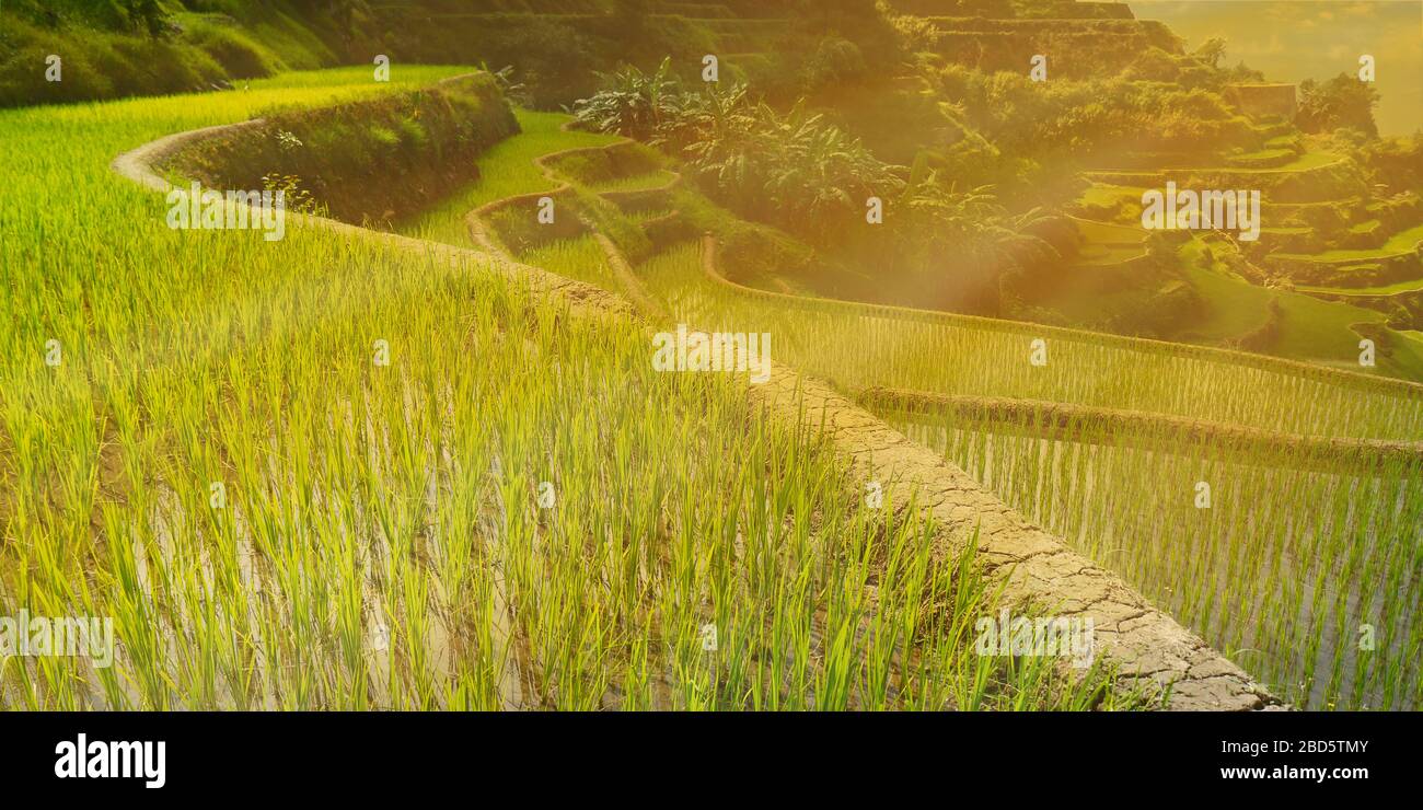 sunset in the rice field terraces in the area of banaue,in Philippines ...
