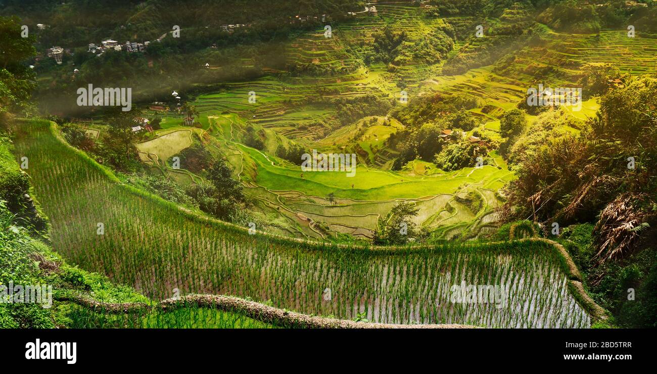 sunset in the rice field terraces in the area of banaue,in Philippines ...