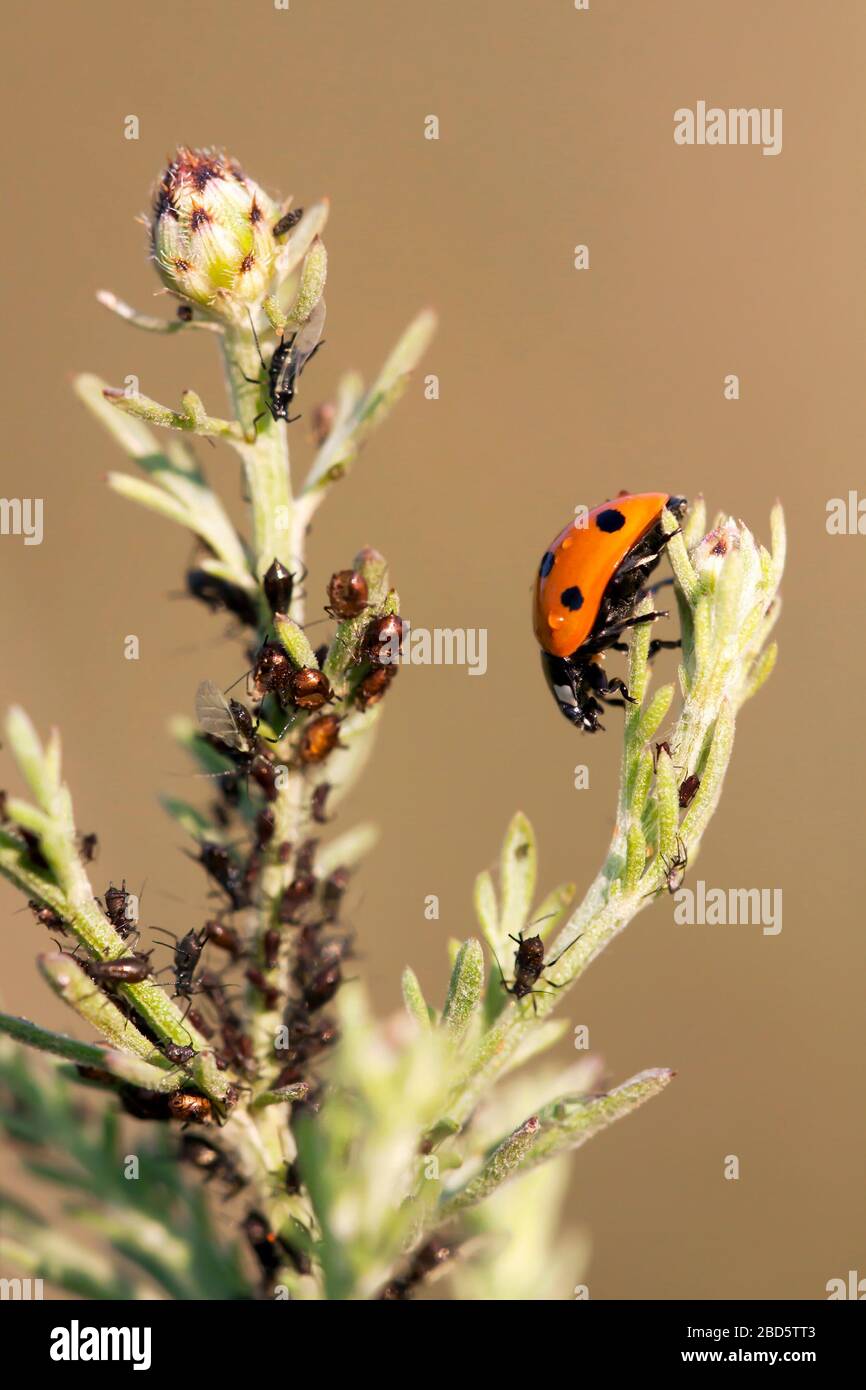 Aphids and a useful ladybug eating on a plant Stock Photo - Alamy
