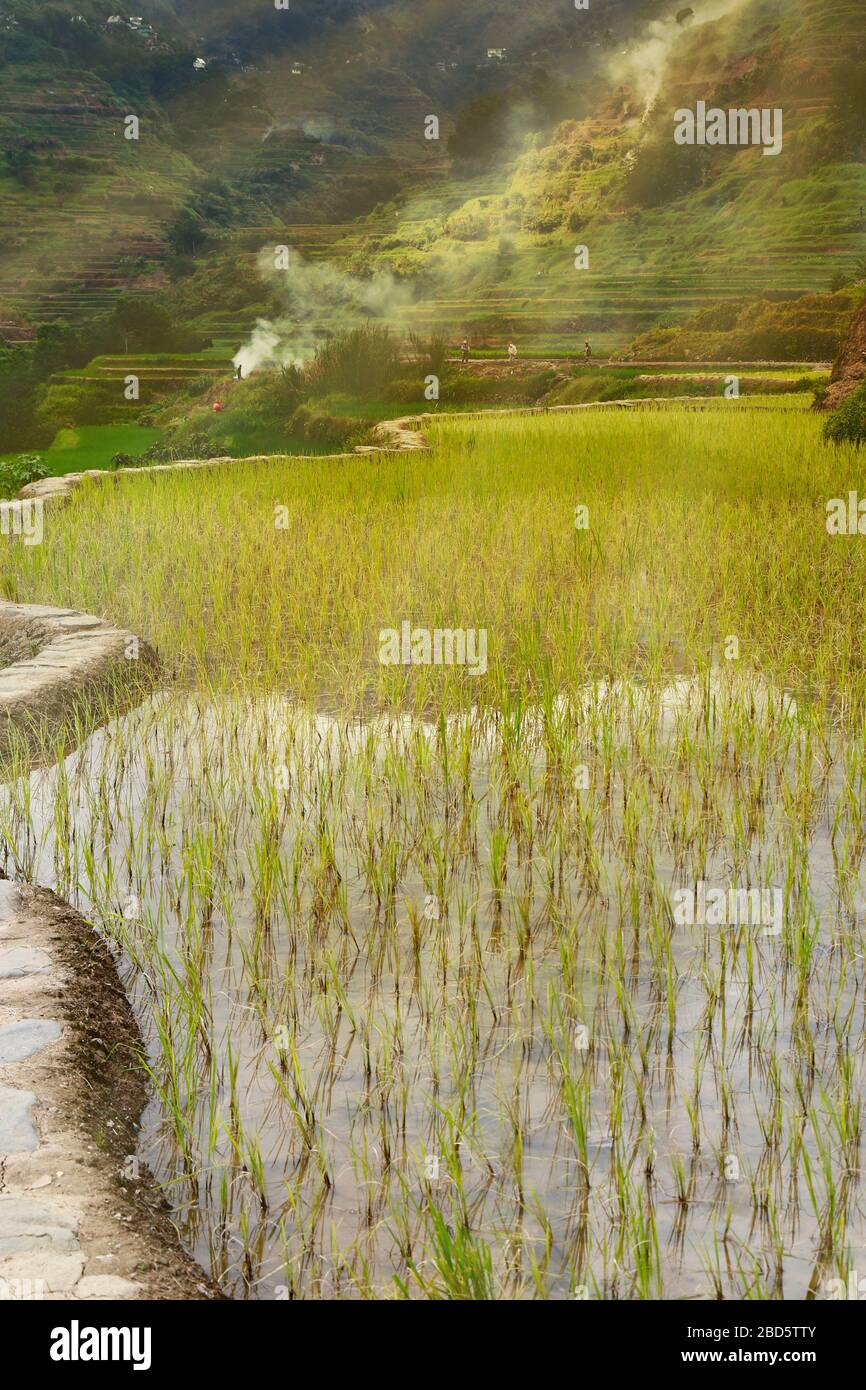 sunset in the rice field terraces in the area of banaue,in Philippines ...