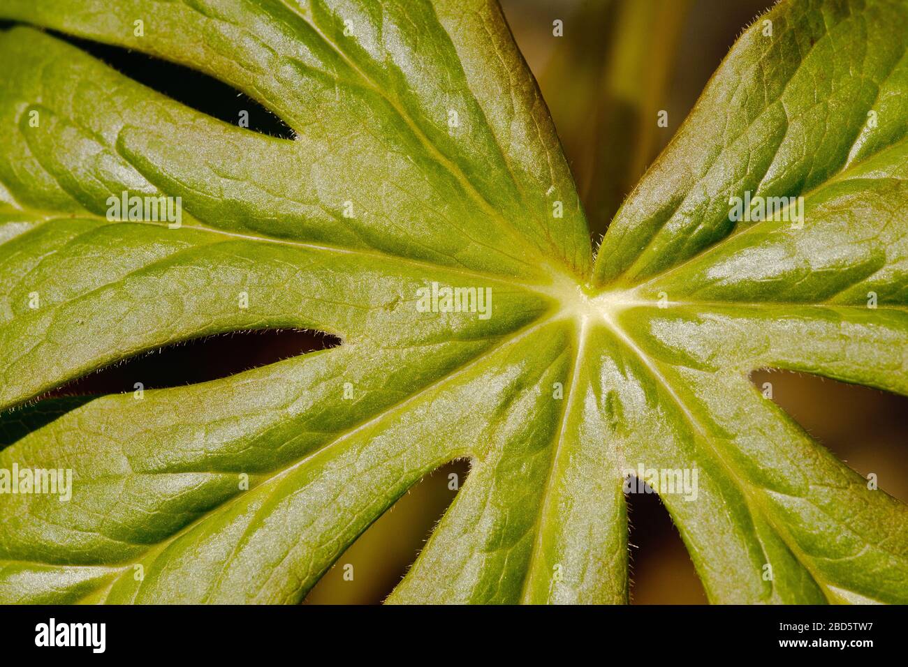 Mayapple High Resolution Stock Photography and Images - Alamy