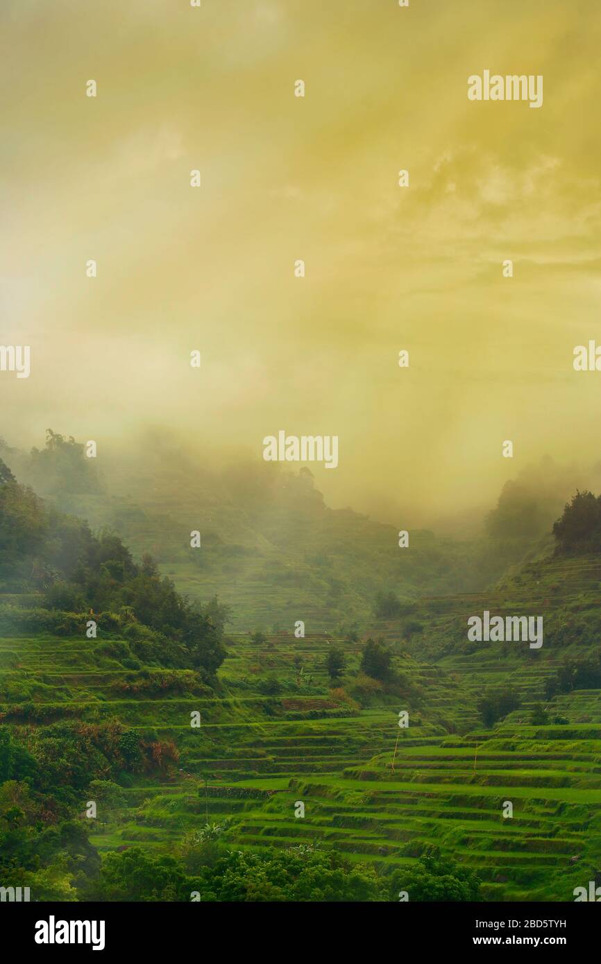 sunset in the rice field terraces in the area of banaue,in Philippines ...