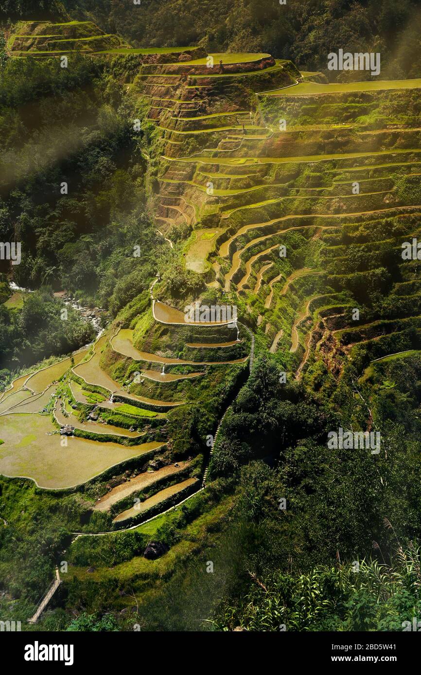 sunset in the rice field terraces in the area of banaue,in Philippines ...