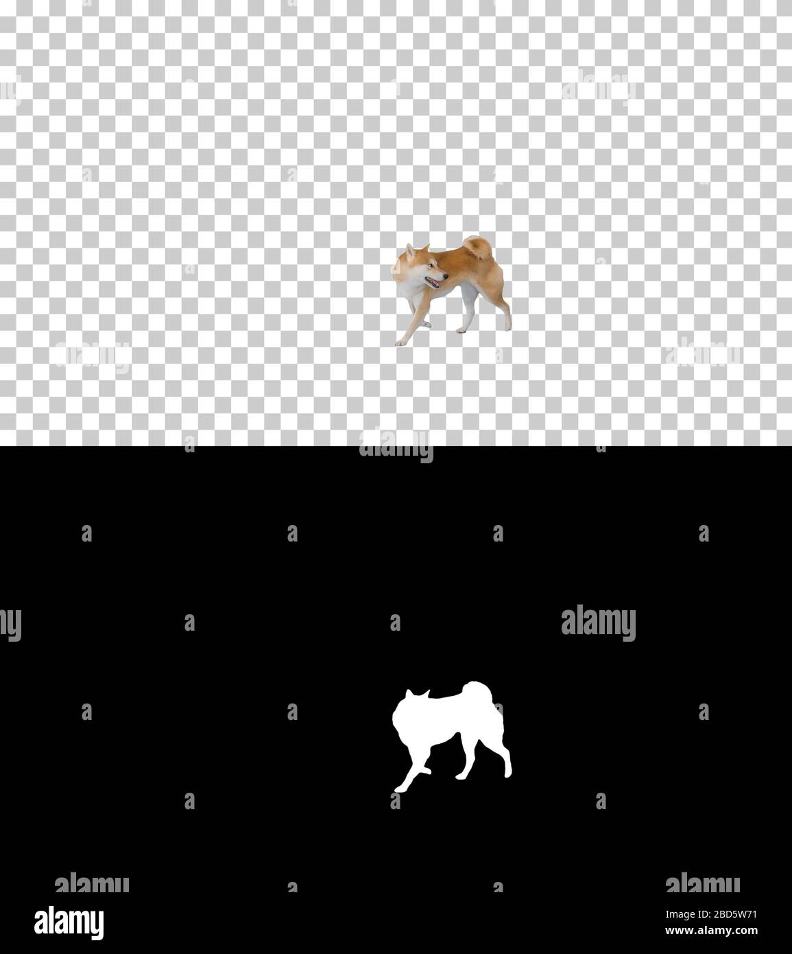 Happy shiba inu walking and thinking where to go, Alpha Channel Stock ...