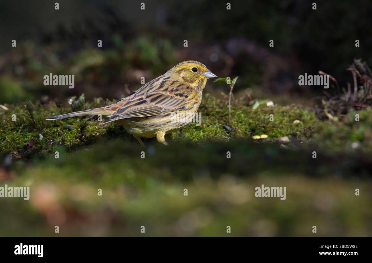 Female yellowhammer uk hi-res stock photography and images - Alamy