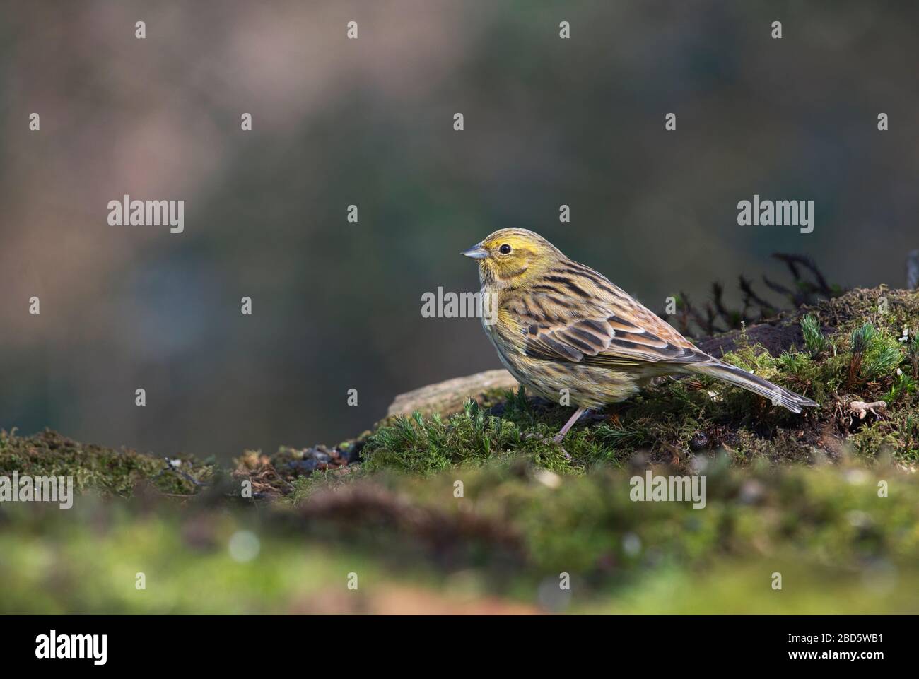 Female yellowhammer uk hi-res stock photography and images - Alamy
