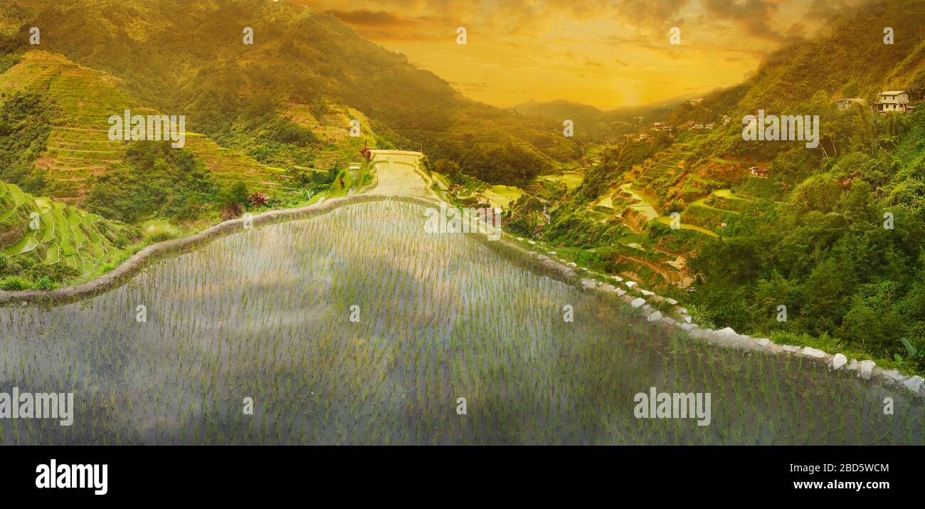 sunset in the rice field terraces in the area of banaue,in Philippines ...