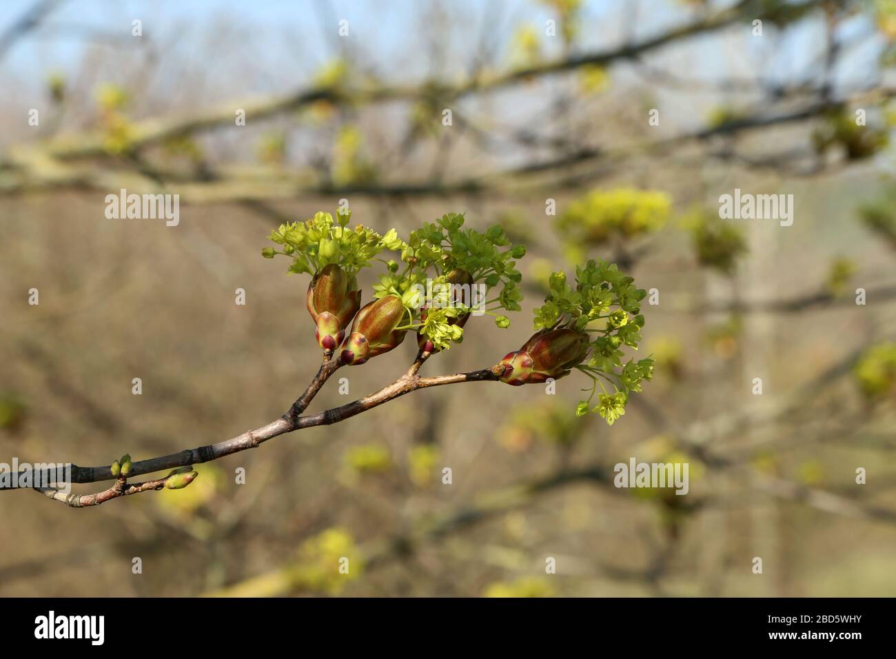 Gathering color tree branches in a park Stock Photo - Alamy