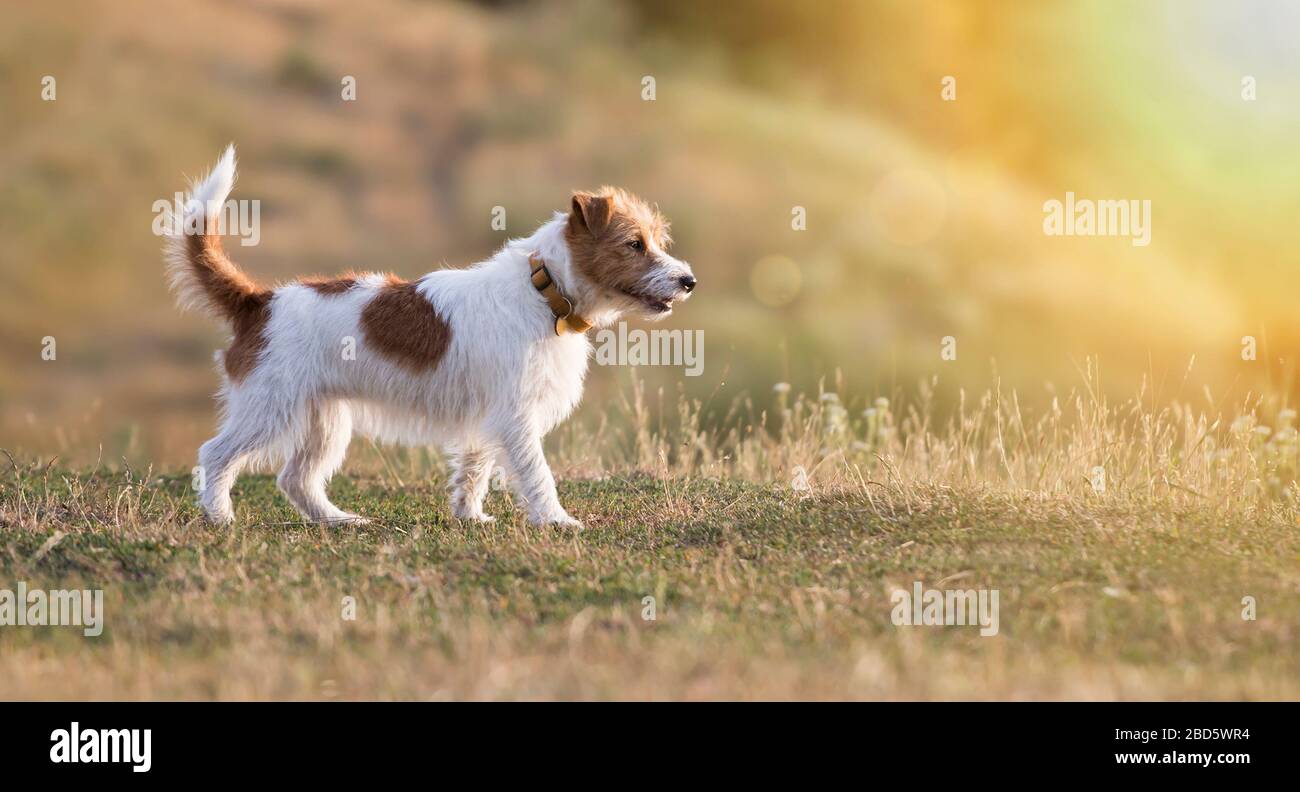 Beautiful jack russell terrier purebred dog Stock Photo - Alamy