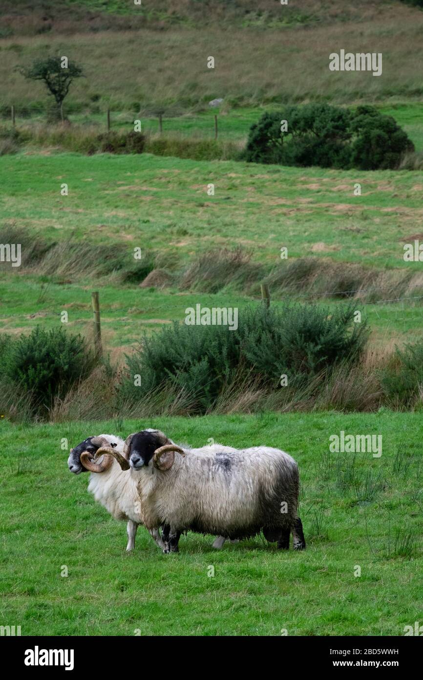 Two rams hi-res stock photography and images - Alamy