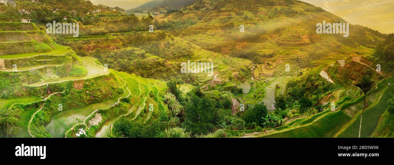 sunset in the rice field terraces in the area of banaue,in Philippines ...