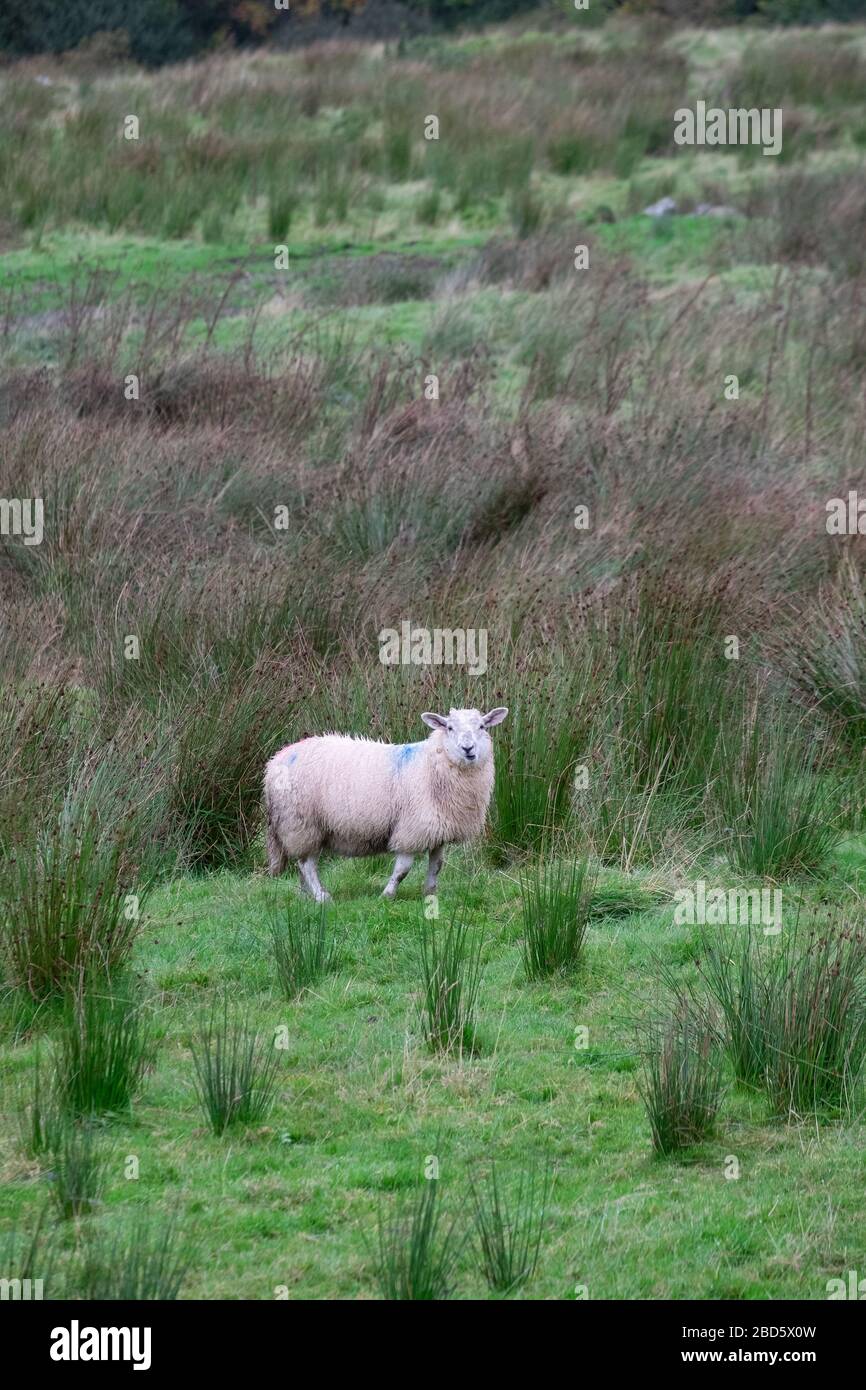 Sheep with smit marks hi-res stock photography and images - Alamy