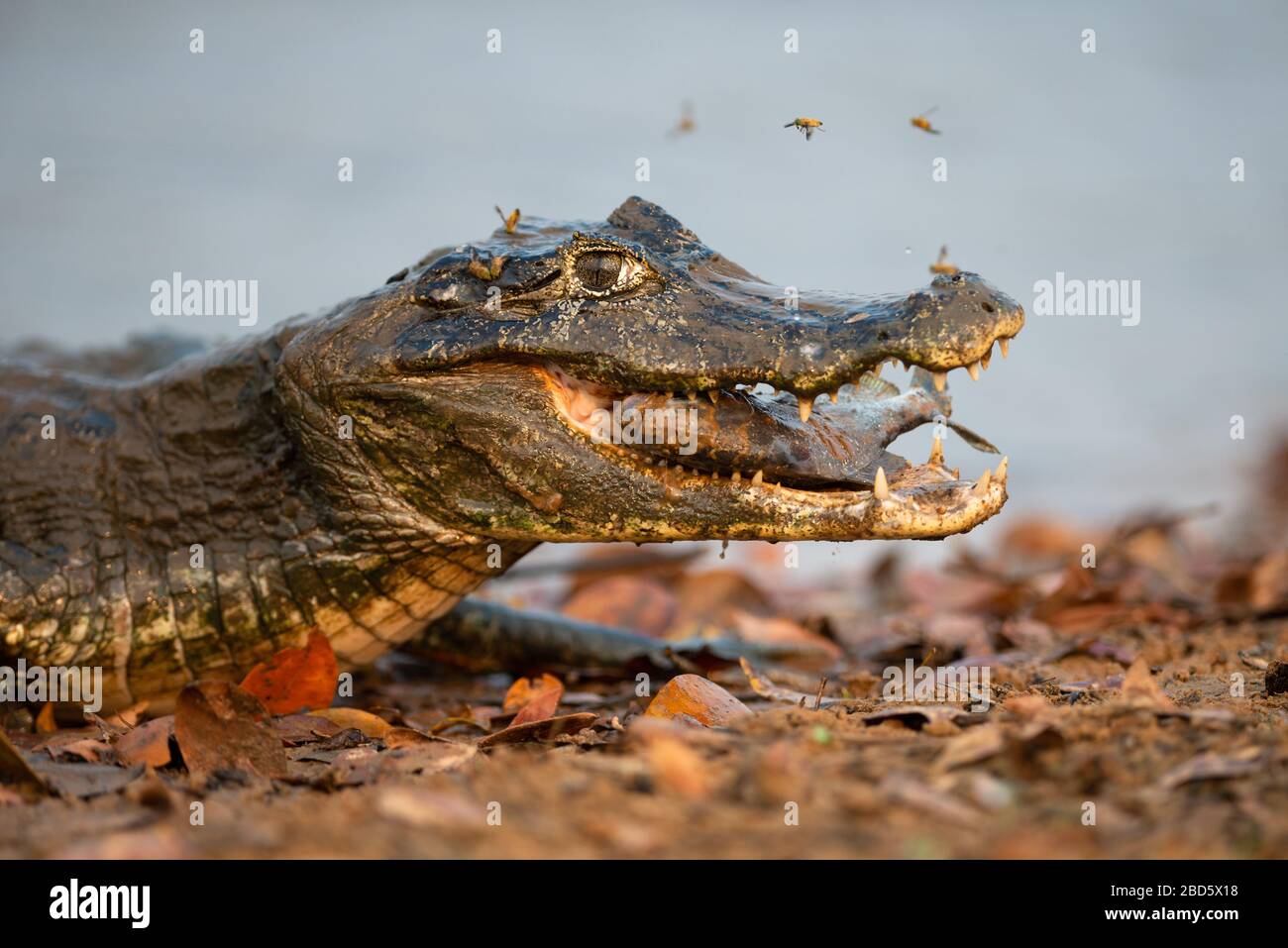 Pantanal Caiman eating a Piranha fish Stock Photo - Alamy
