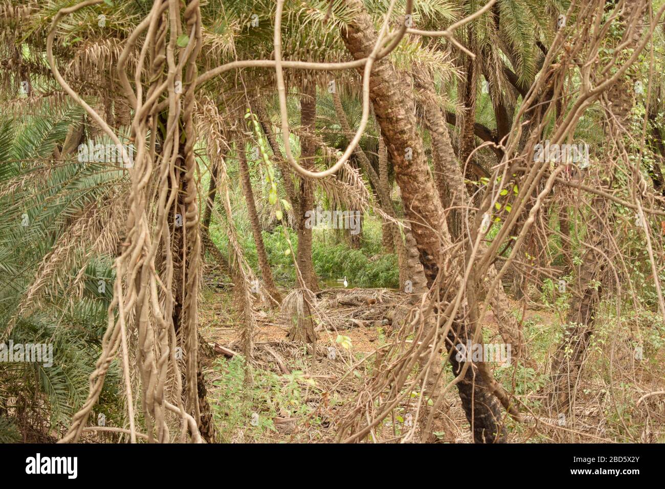 Natural Autumn forest/Jungle In India Big Trees And Tree Branches Stock ...