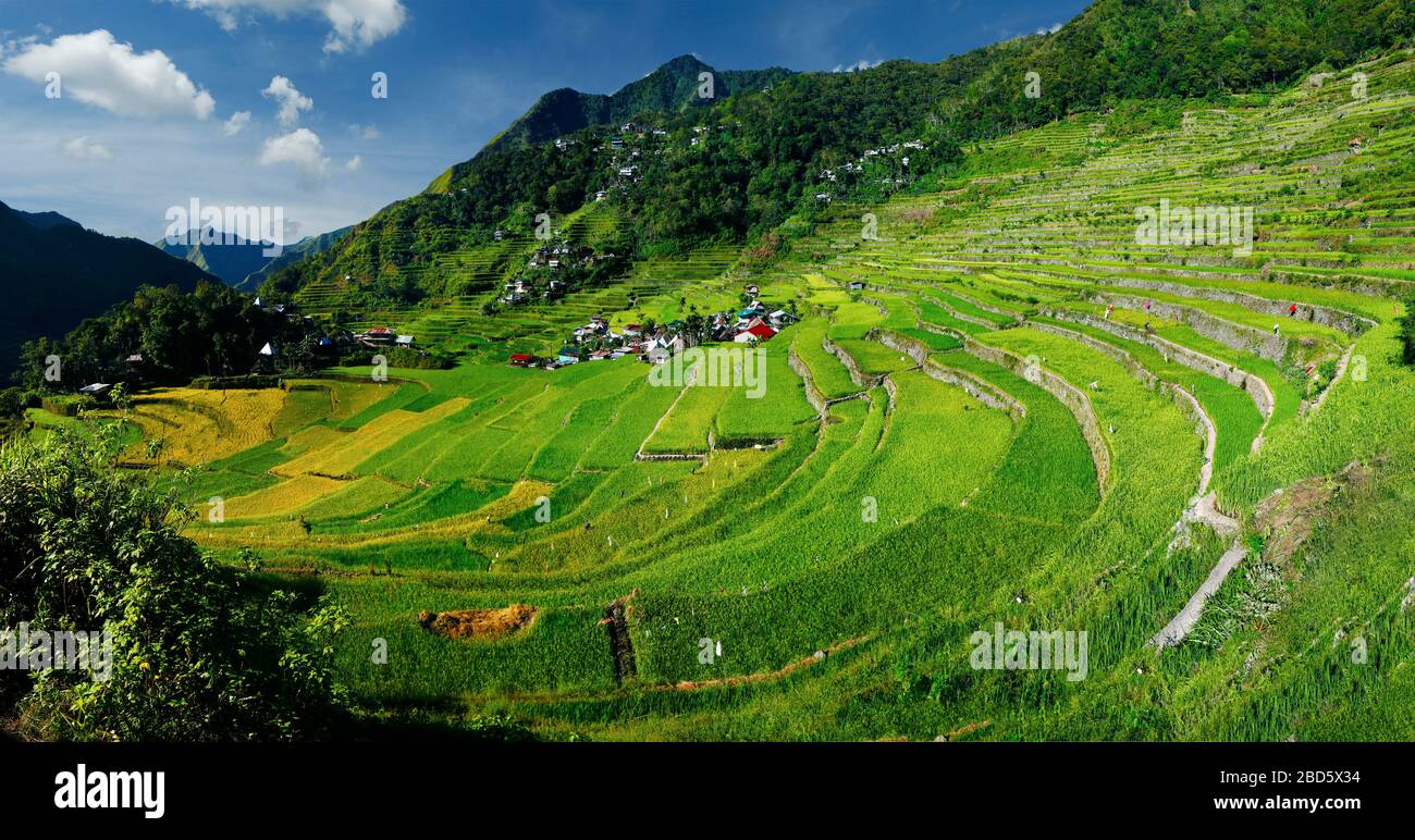 rice field terraces in the area of batad ,in Philippines Stock Photo ...