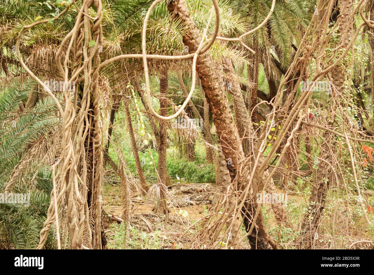 Natural Autumn forest/Jungle In India Big Trees And Tree Branches Stock ...