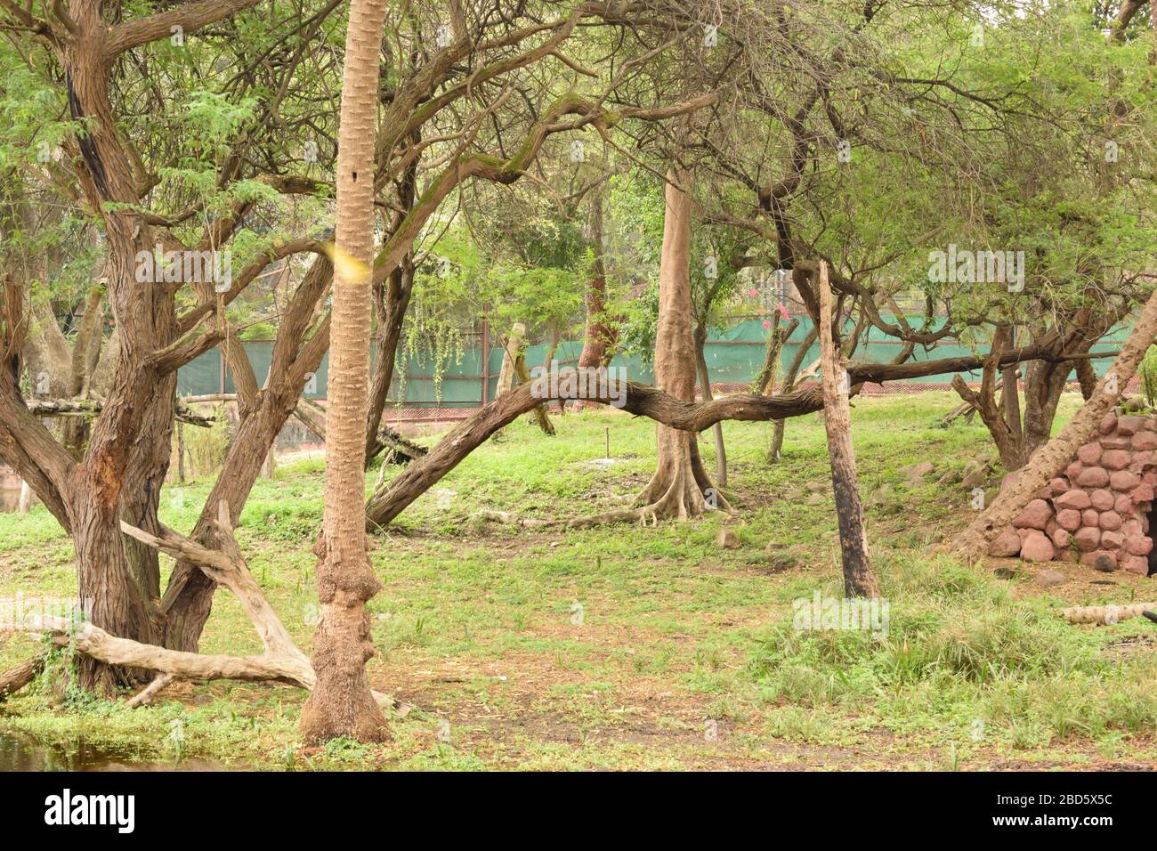 Natural Rain forest/Jungle In India Big Trees And Tree Branches ...