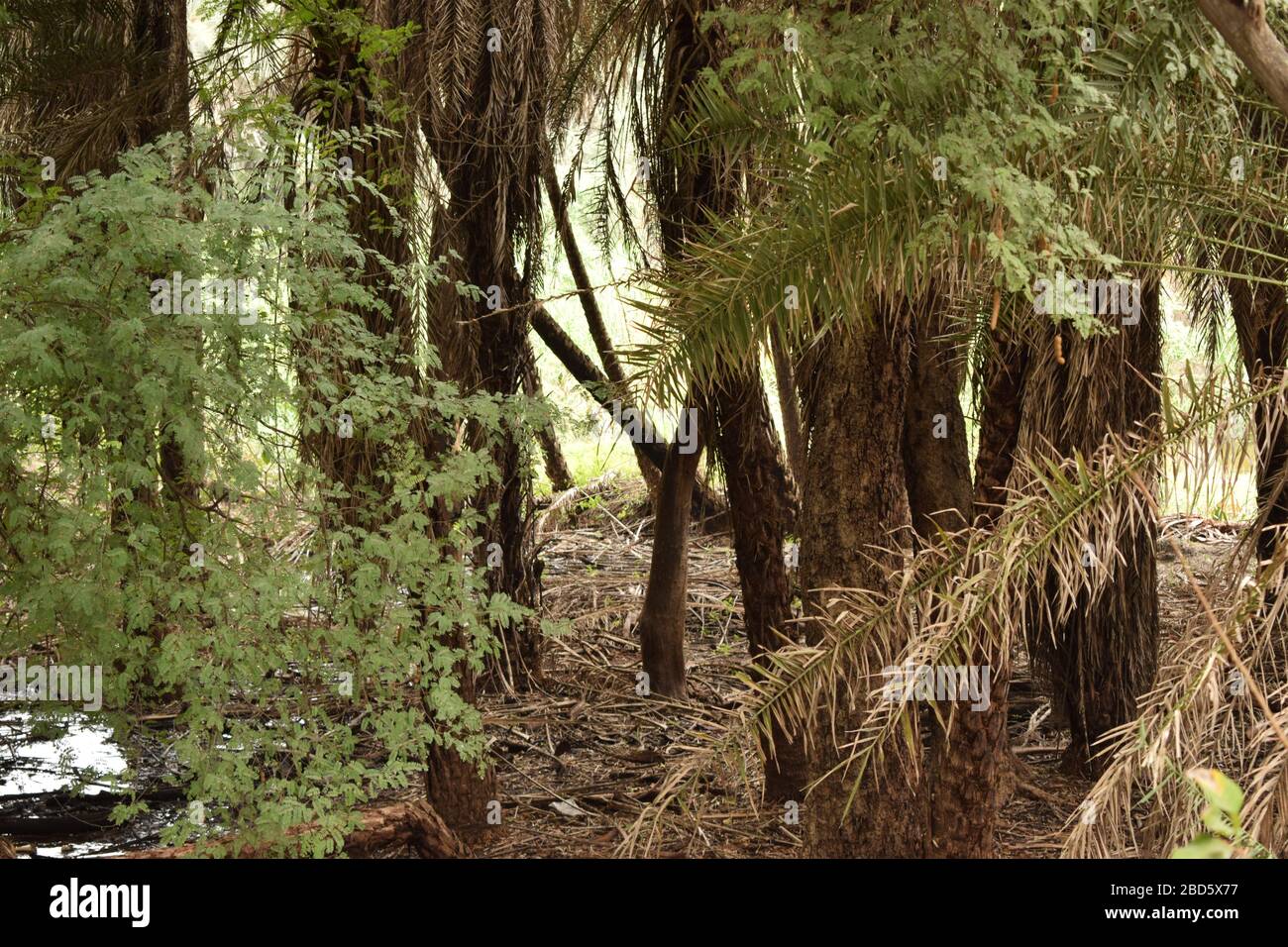 Natural Deep Rain forest/Jungle In India Big Trees And Tree Branches ...