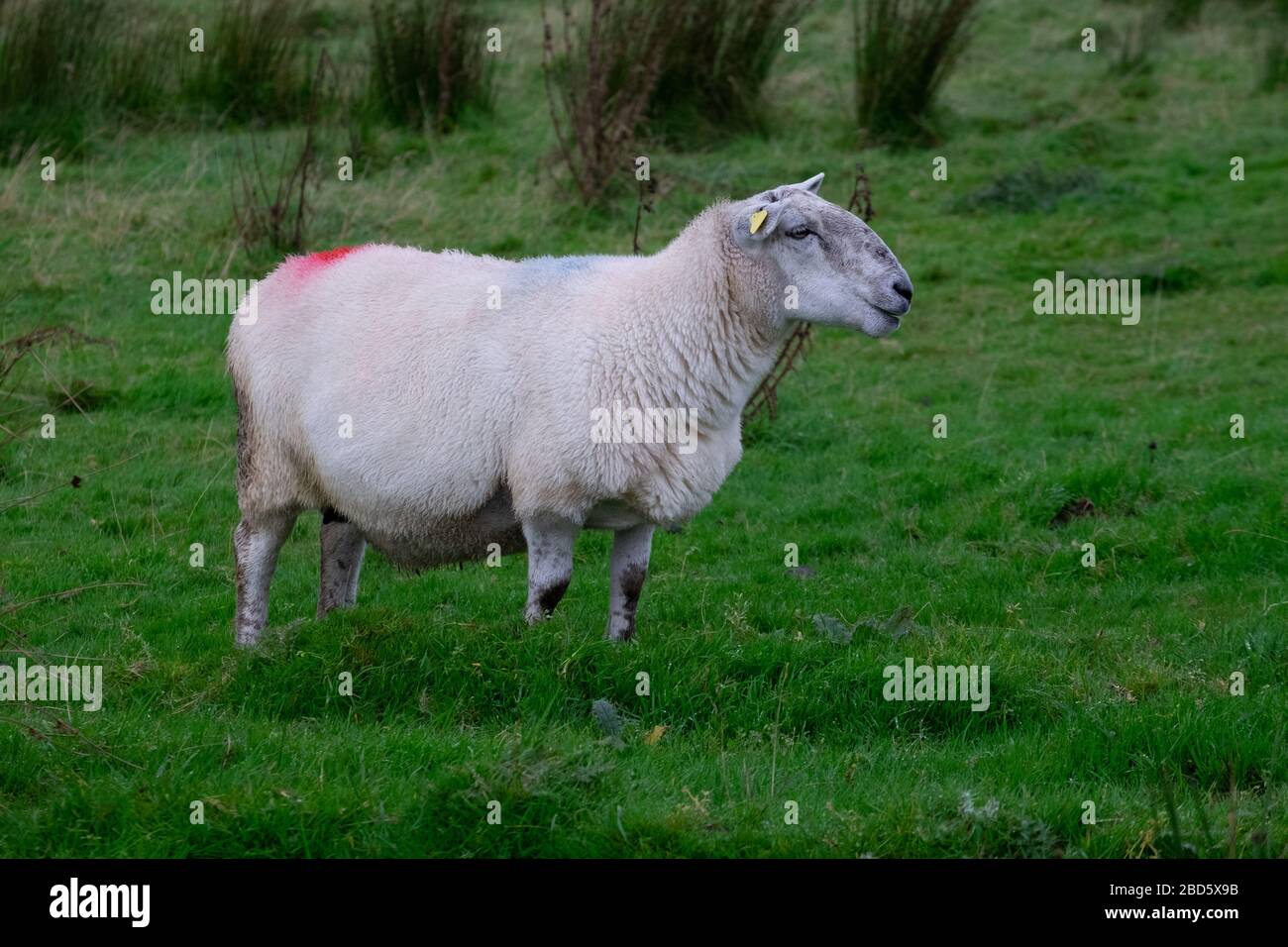 Sheep with smit marks hi-res stock photography and images - Alamy