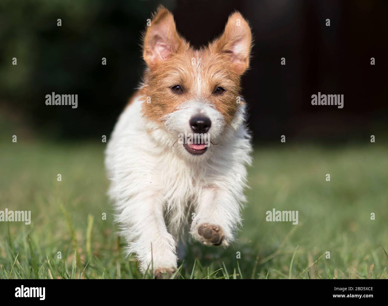 Flying ears hi-res stock photography and images - Alamy