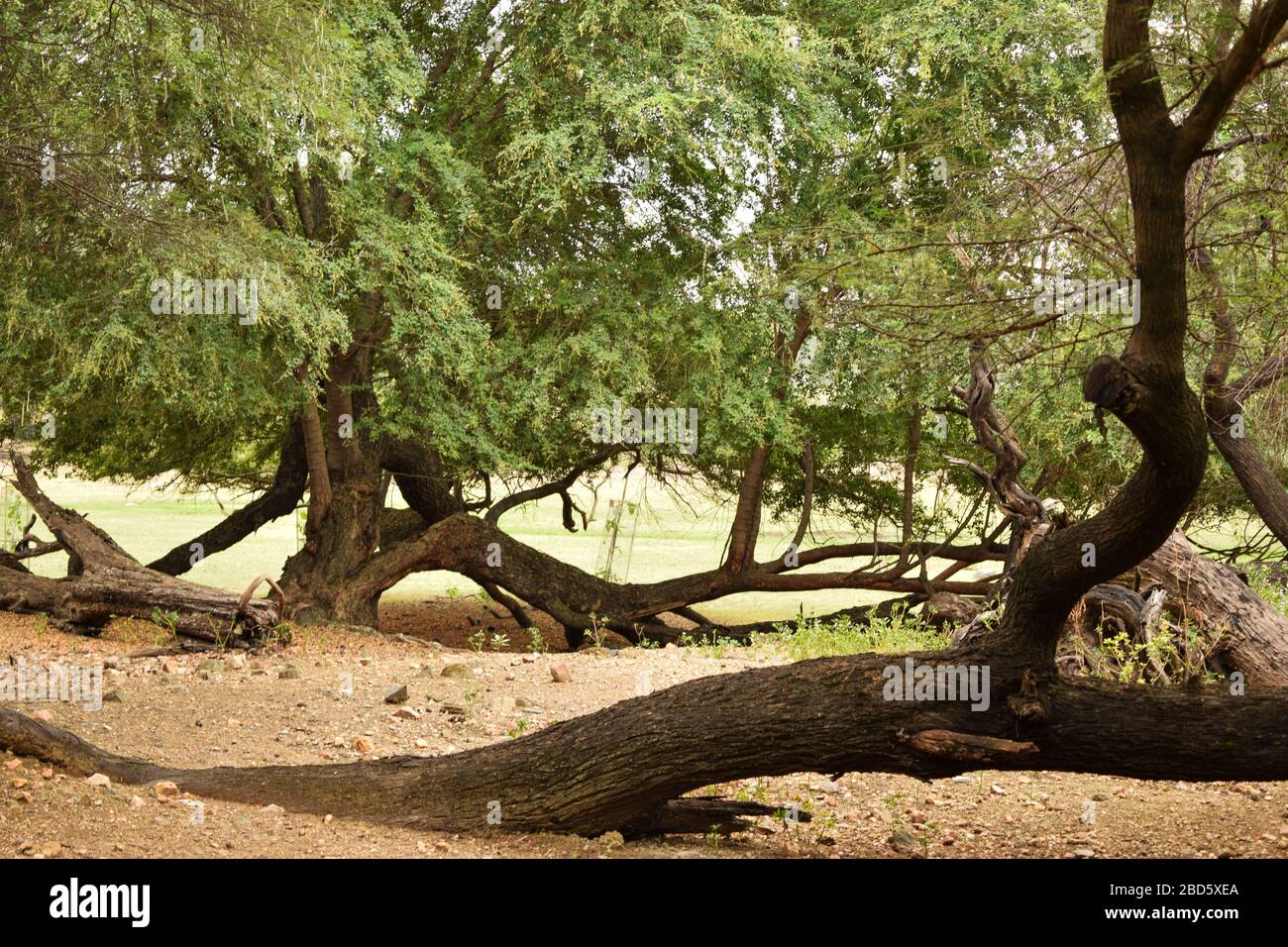 Natural Deep Rain forest/Jungle In India Big Trees And Tree Branches ...