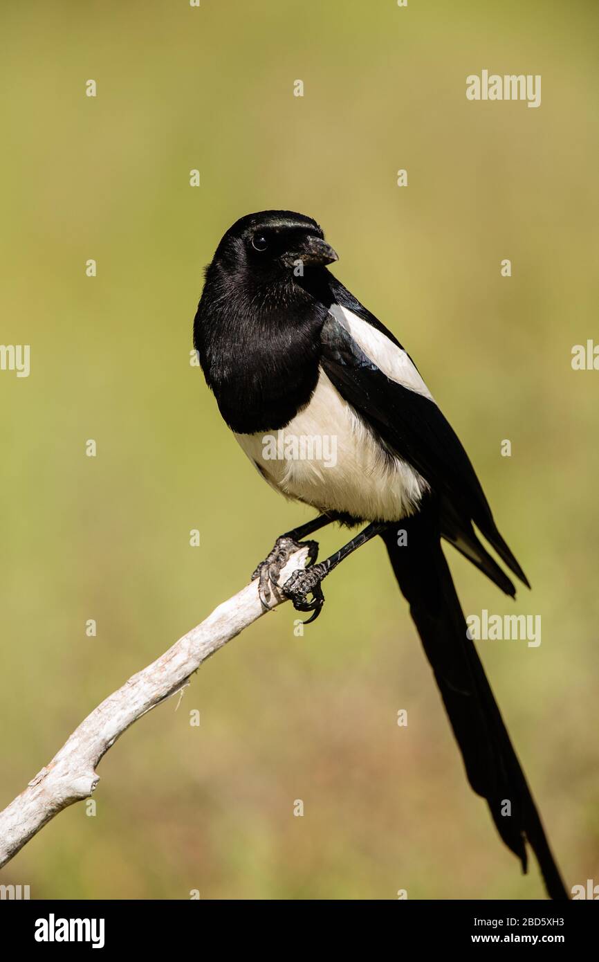Mountain Magpie Stock Photos & Mountain Magpie Stock Images - Alamy