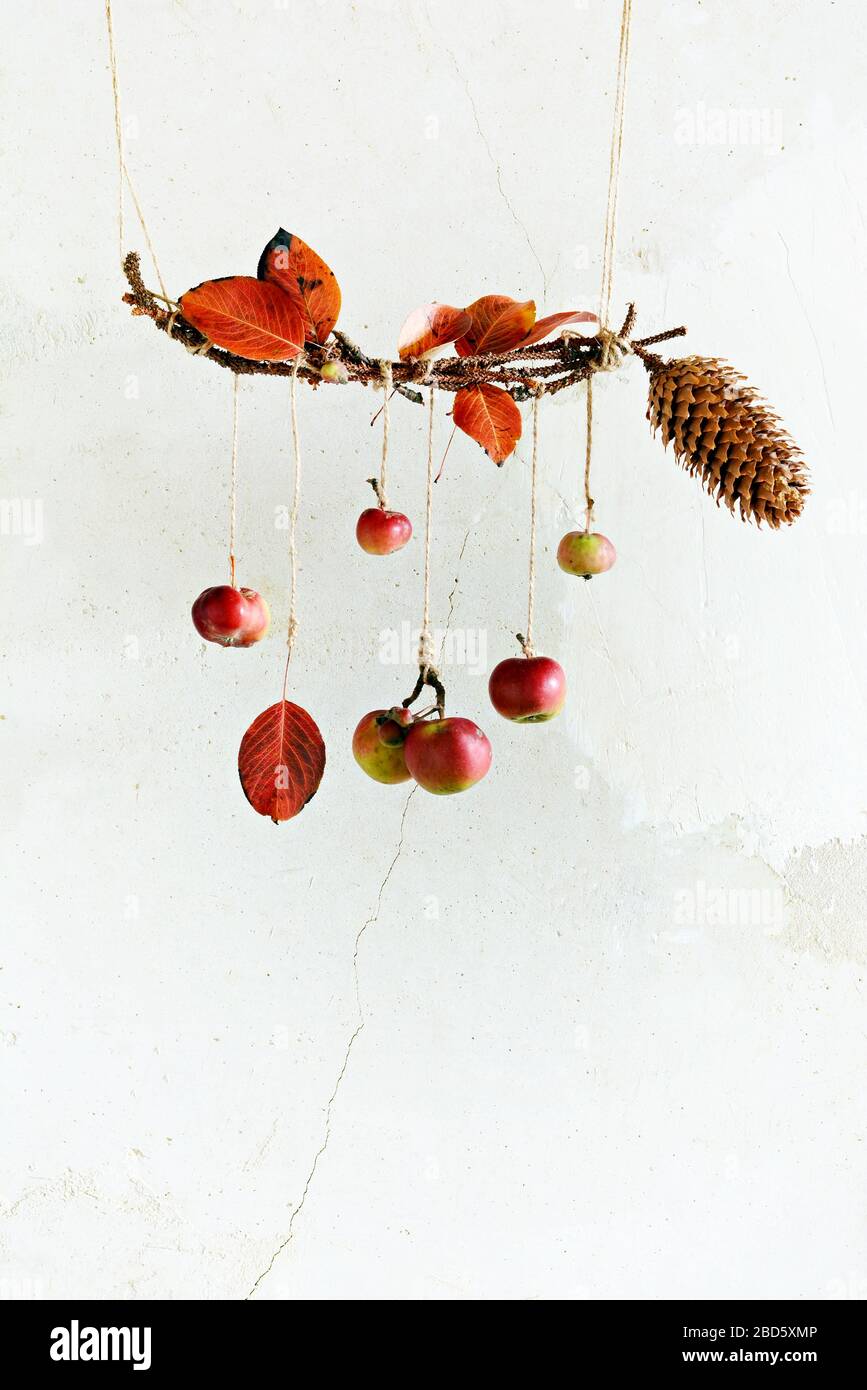 Decorative branch with a cone, red leaves and apples hanging on it in ...