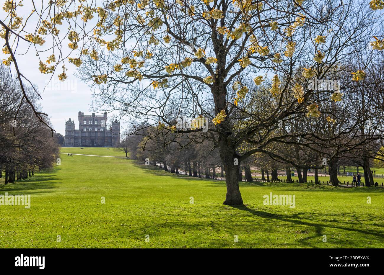 Sunny spring day at Wollaton Park, captured during the Covid-19 ...