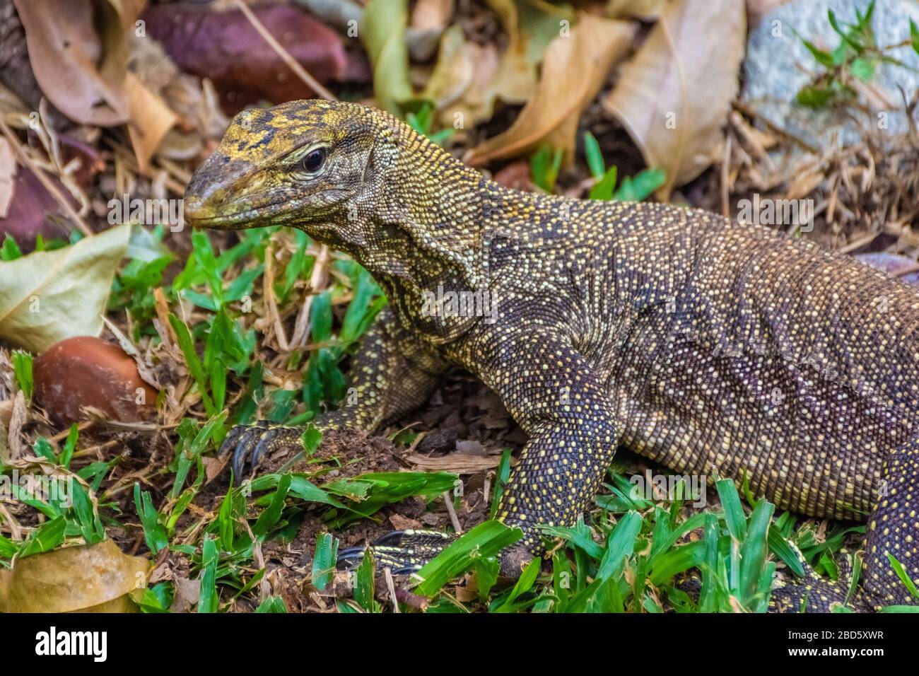 Asian Water Monitor Lizard in Singapore Botanic Garden Stock Photo - Alamy