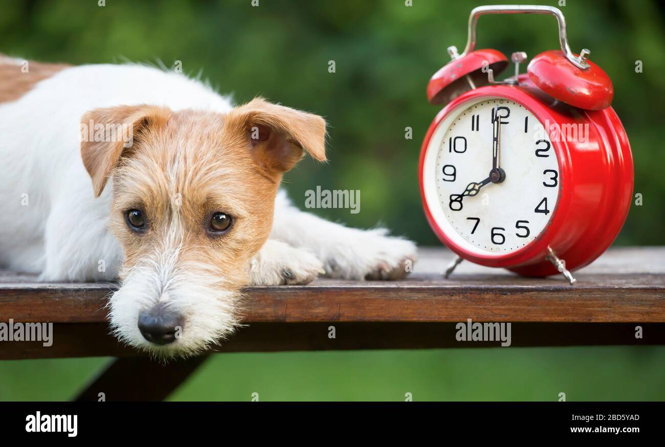 Daylight savings time, cute pet dog puppy with a red retro alarm clock ...