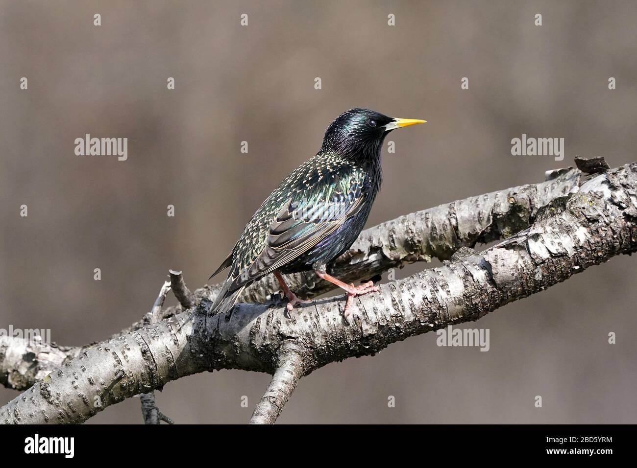 European starlings invasive species hi-res stock photography and images ...