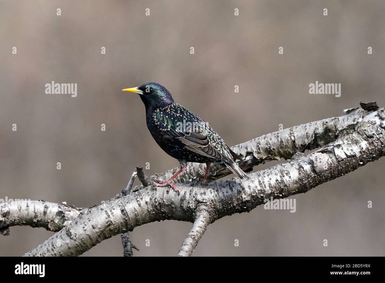 European starlings invasive species hi-res stock photography and images ...