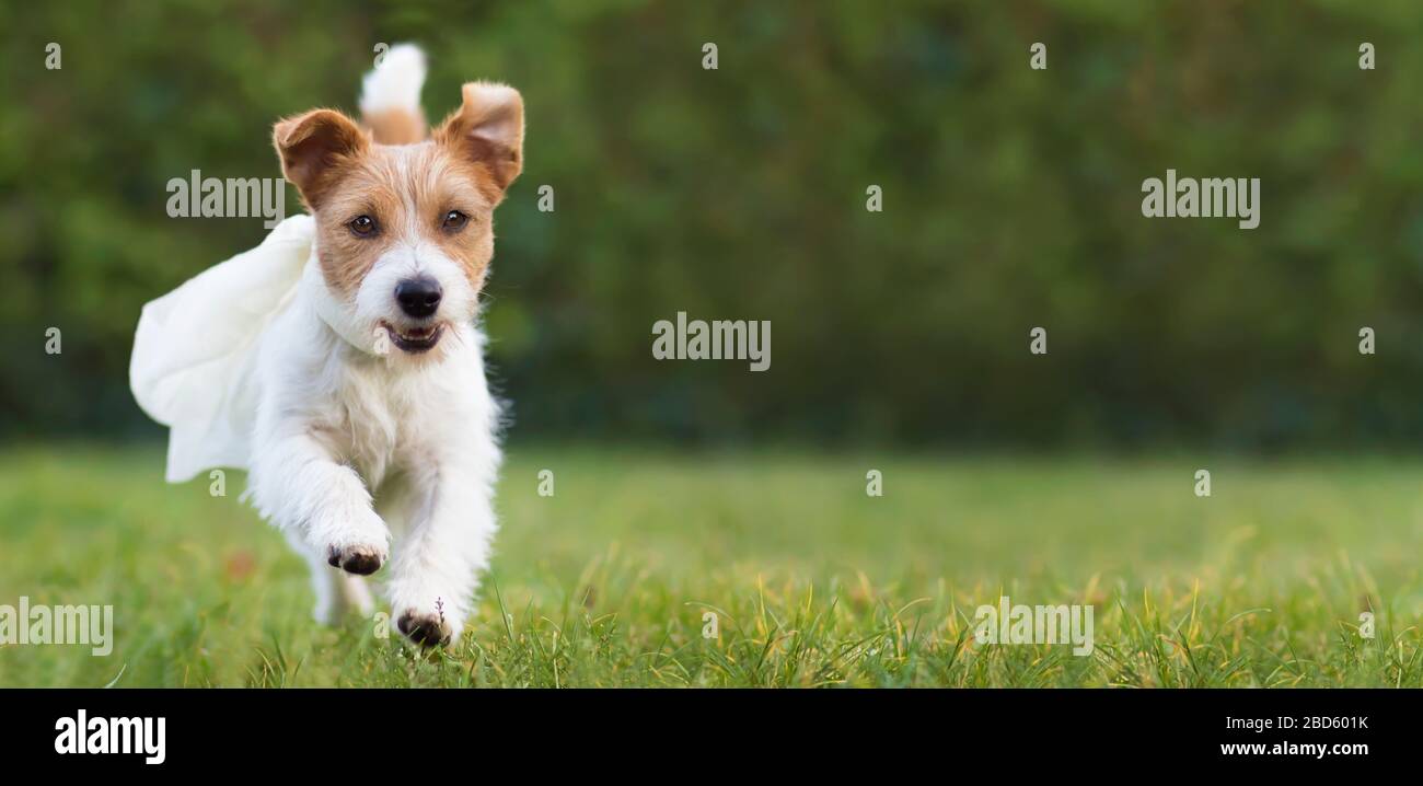 Flying puppy hi-res stock photography and images - Alamy